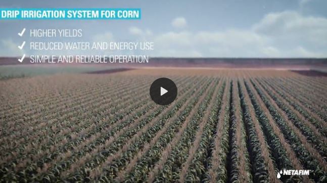 Growing Corn With Drip Irrigation - SKYdrip